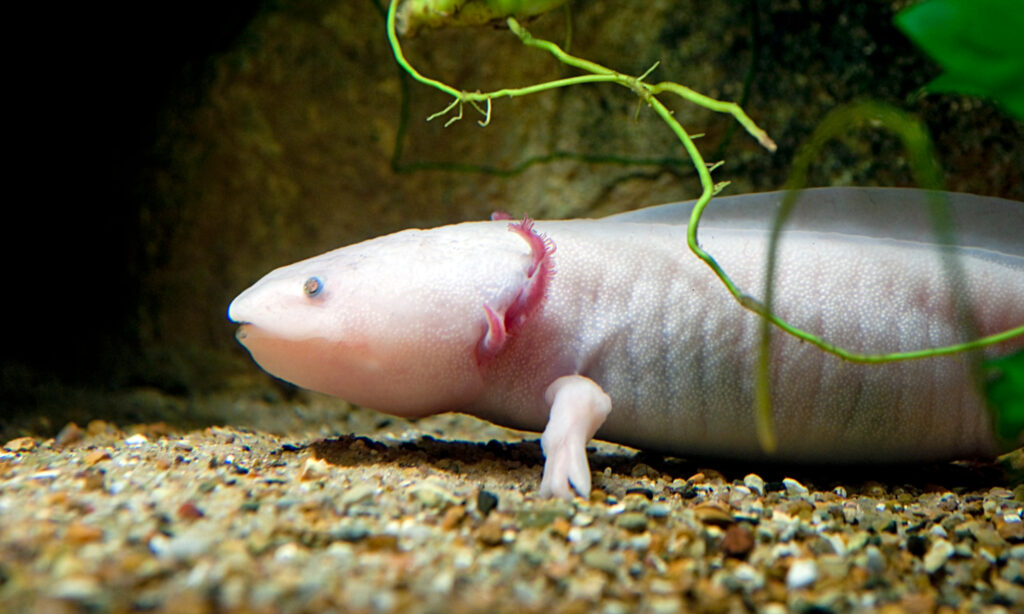 Axolotl Care Guide: Species Profile, Tank Setup, Diet & More