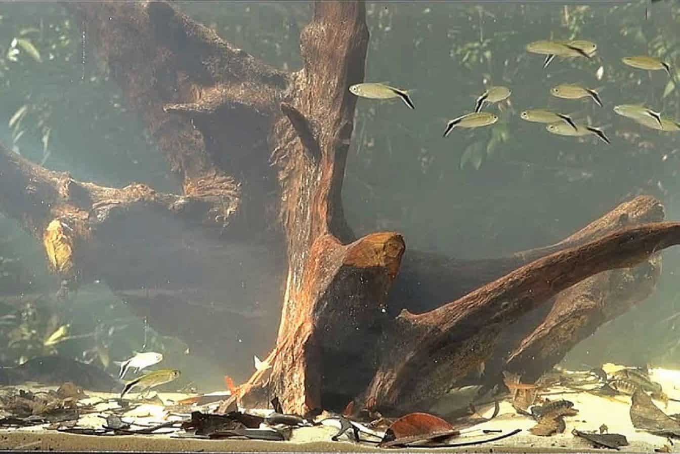 Leiarius Pictus: Sailfin Pim Species and Care Insights