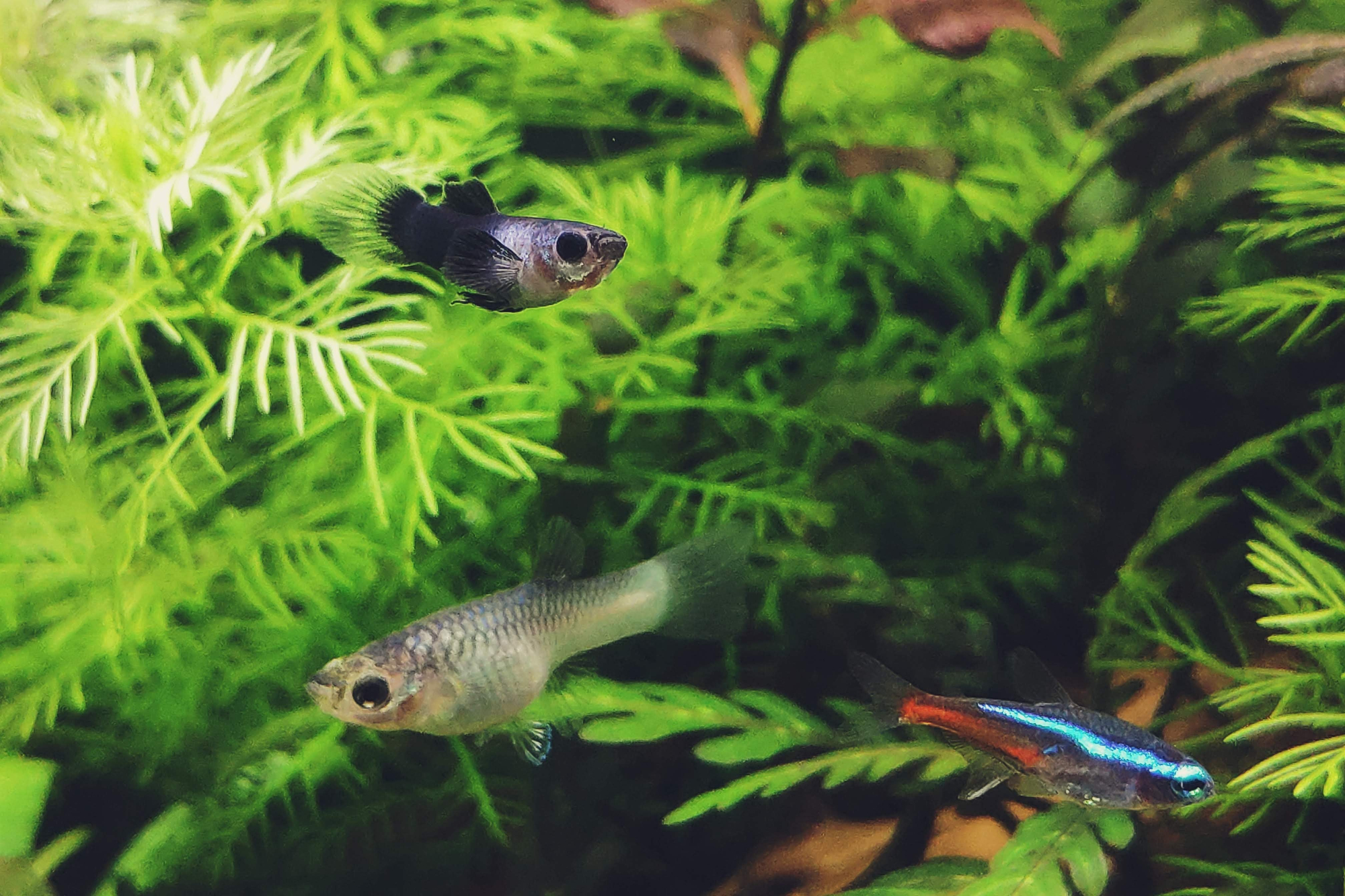 How many guppies in a 5 gallon tank? ([year] Complete Guide)
