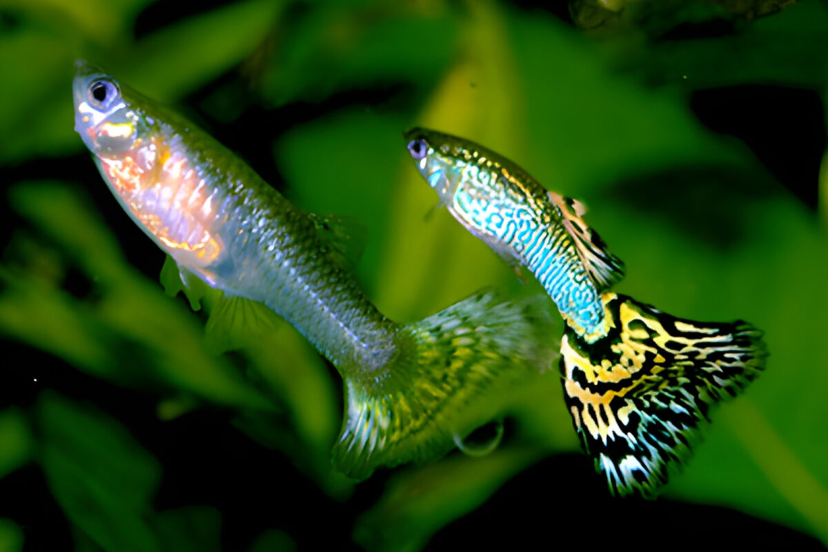 How many guppies in a 5 gallon tank? ([year] Complete Guide)