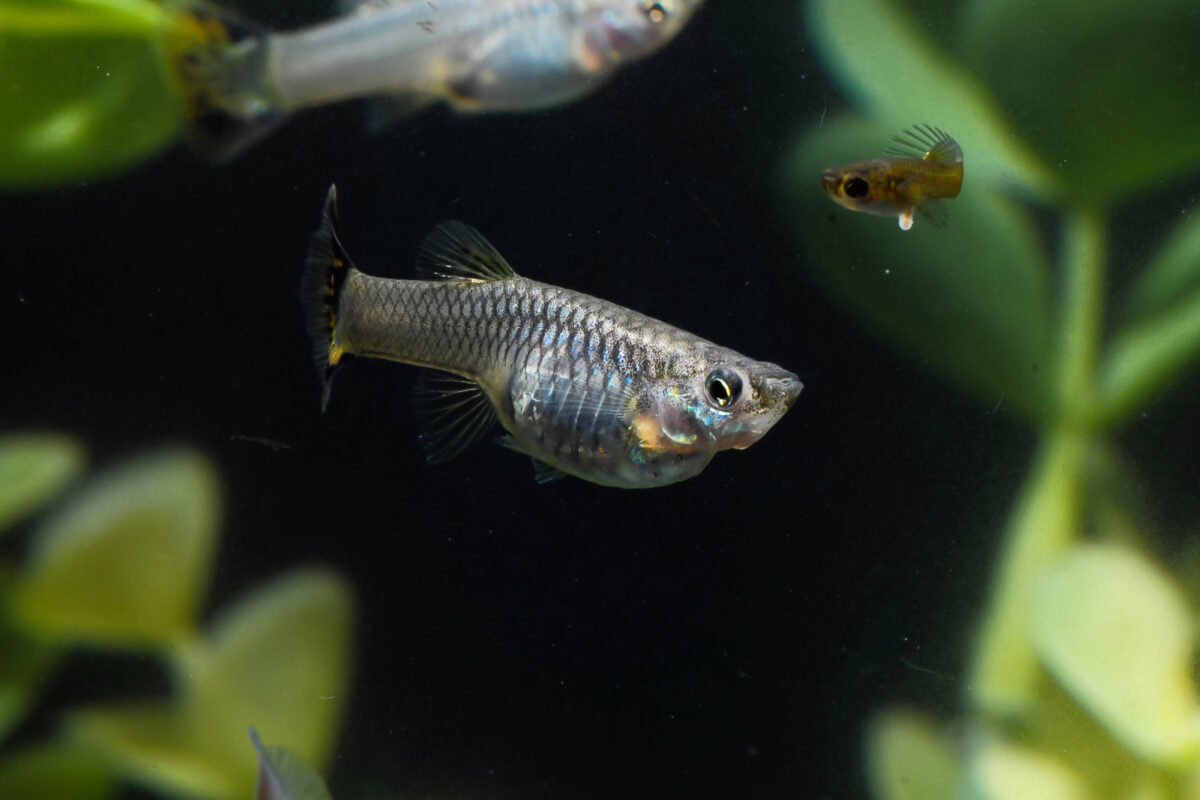 Pregnant Guppy Fish 101: Identification and Care Guide ([year])