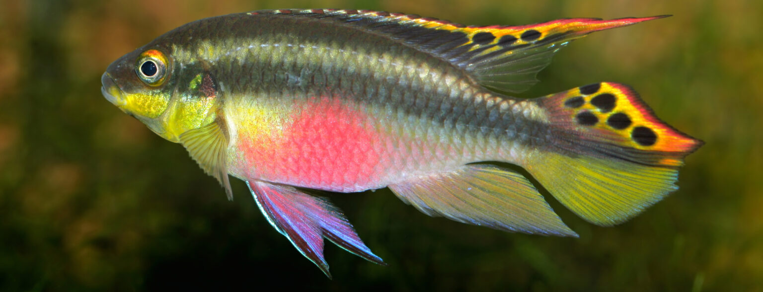 Kribensis Cichlid: Fish Species Profile and Complete Care Guide