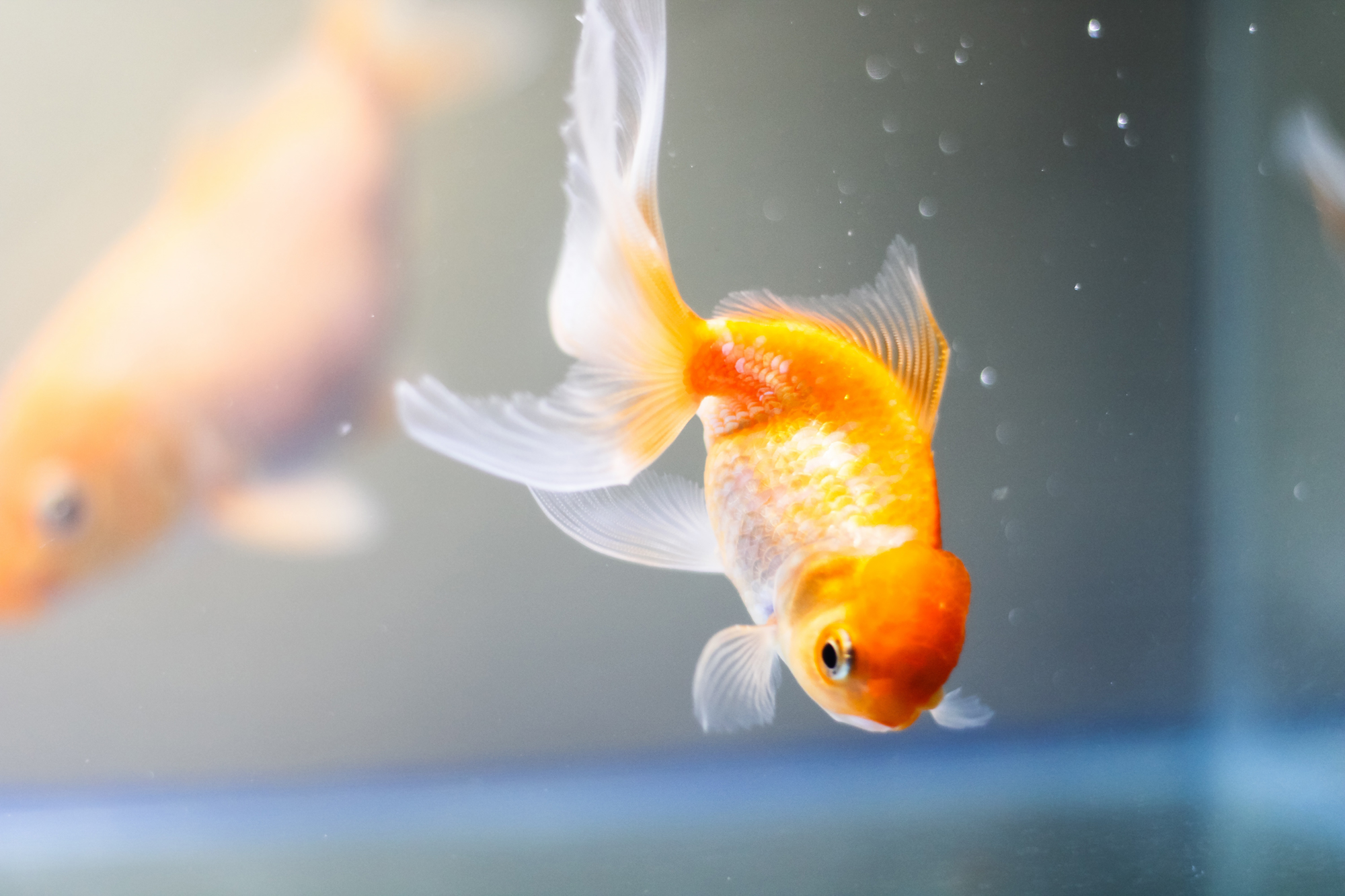 Do Goldfish Sleep? (How to Know and What to Look Out For)