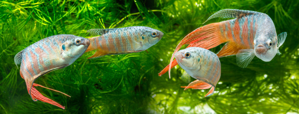 Paradise Fish 101: Complete Care Guide ([year])