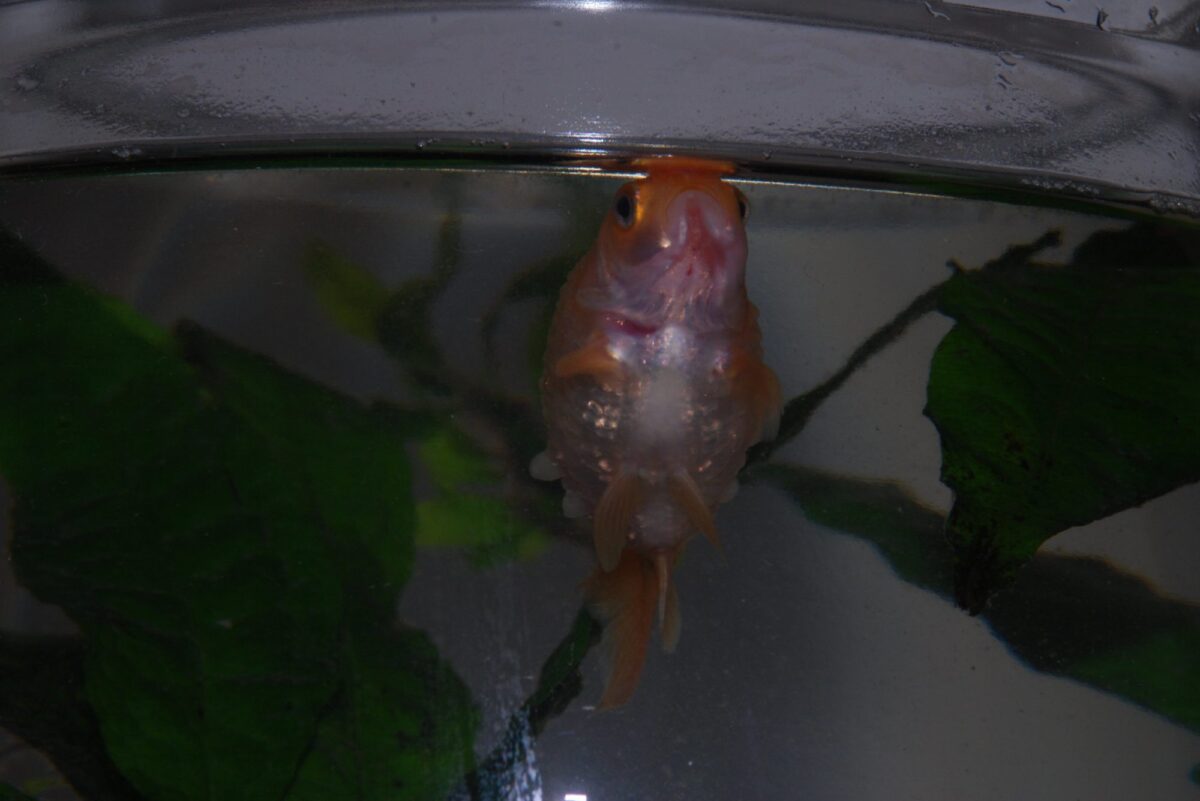 Signs Of A Constipated Goldfish: Treatment and Care Guide