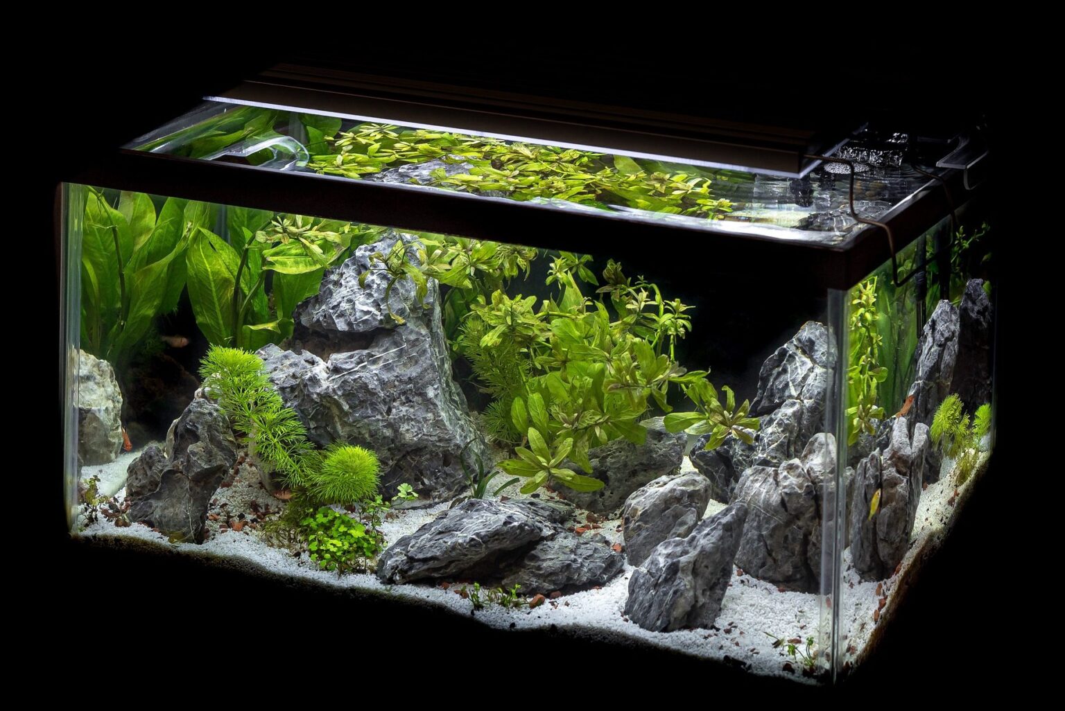Biological Filtration Aquarium: The Role of Beneficial Bacteria