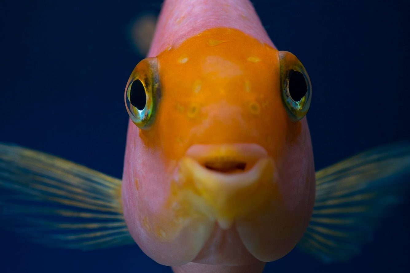 Signs Of A Constipated Goldfish: Treatment and Care Guide