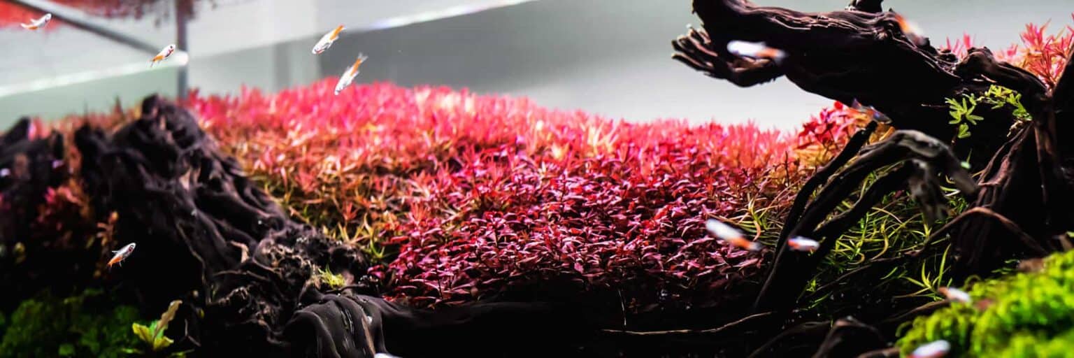 Ludwigia Repens Aquarium Plant ([year] Care Guide)