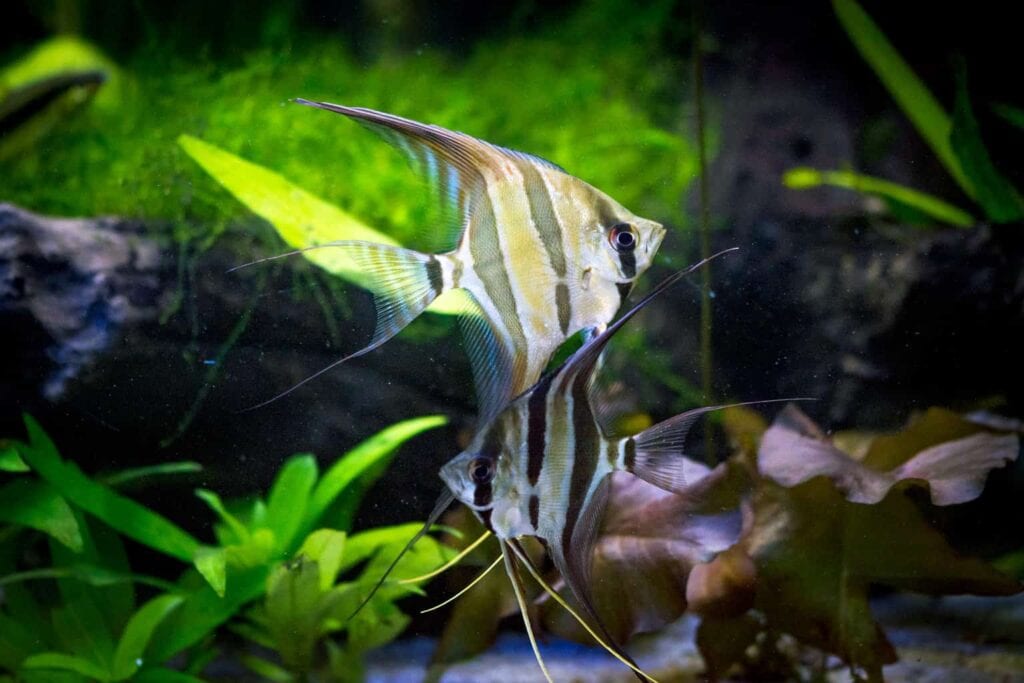 Angelfish Breeding 101: How To Breed Angelfish ([year] Guide)
