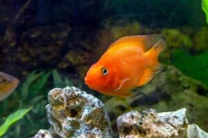 Blood Parrot Cichlid Care 101 ([year] Care Guide)
