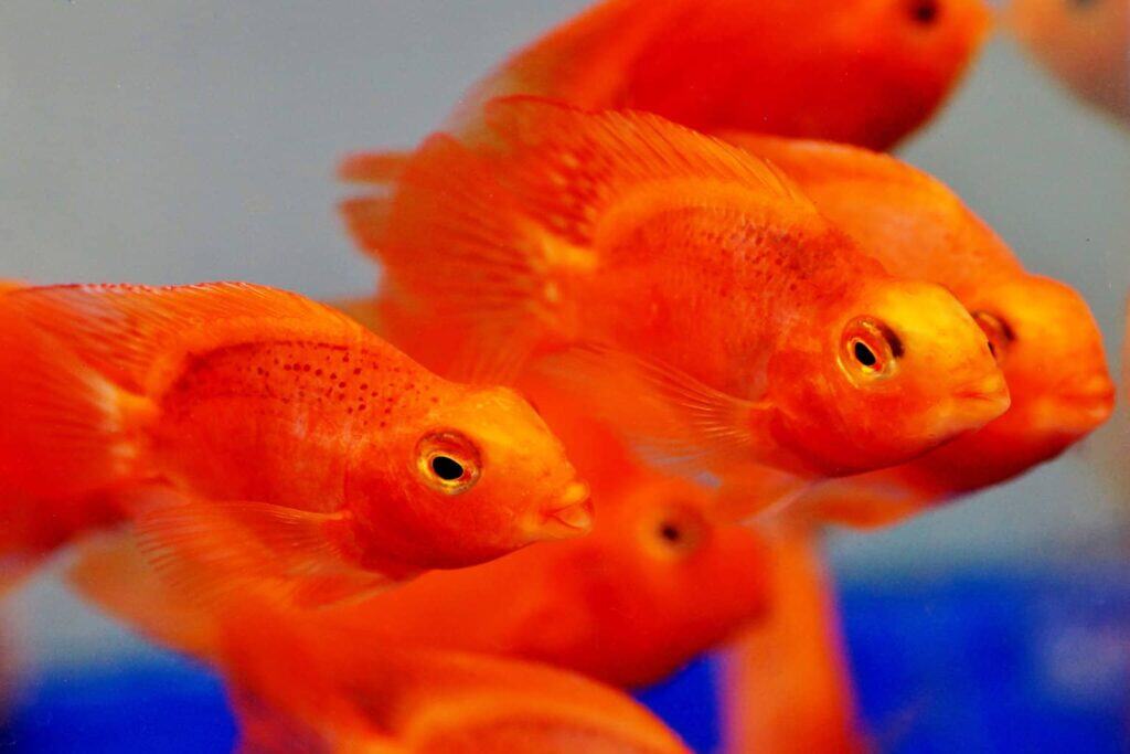 Blood Parrot Cichlid Care 101 ([year] Care Guide)