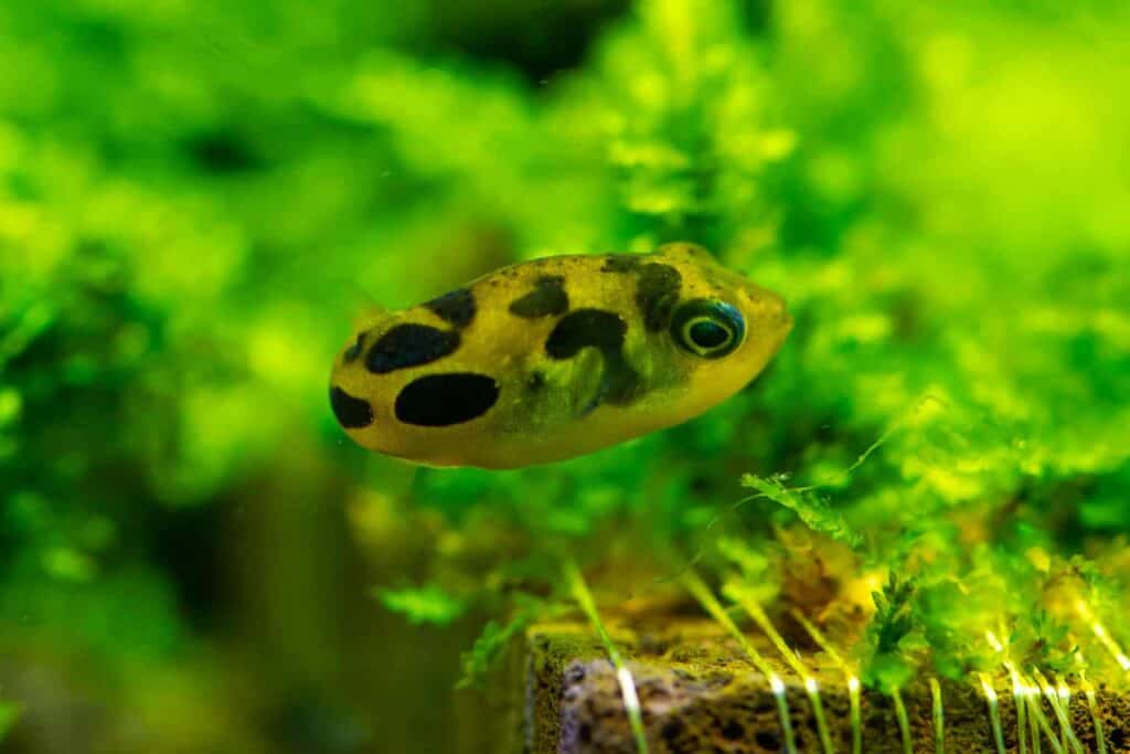 What Fish Don't Need A Filter (And Why): 10 Fish Species