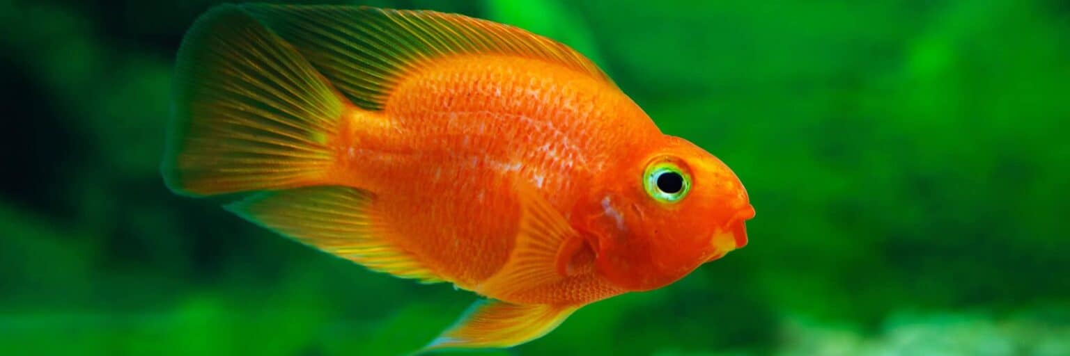 Blood Parrot Cichlid Care 101 ([year] Care Guide)