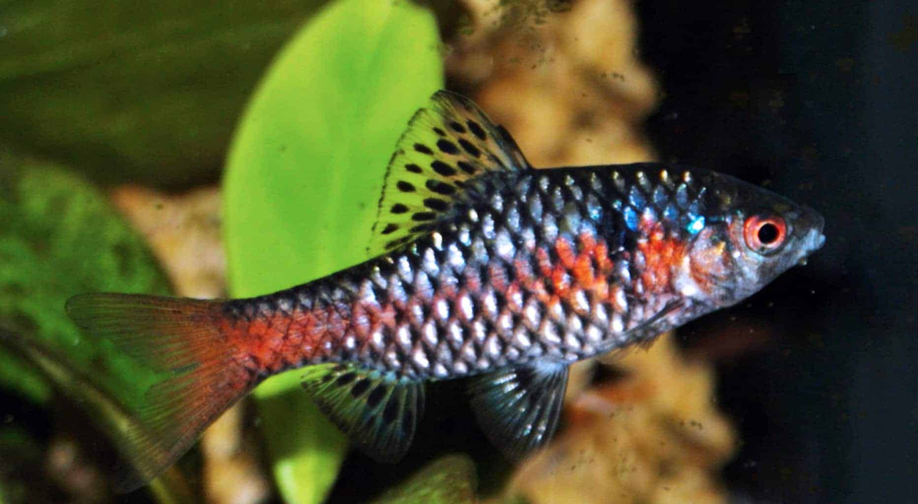 Odessa Barb 101: Complete Care Guide ([year])