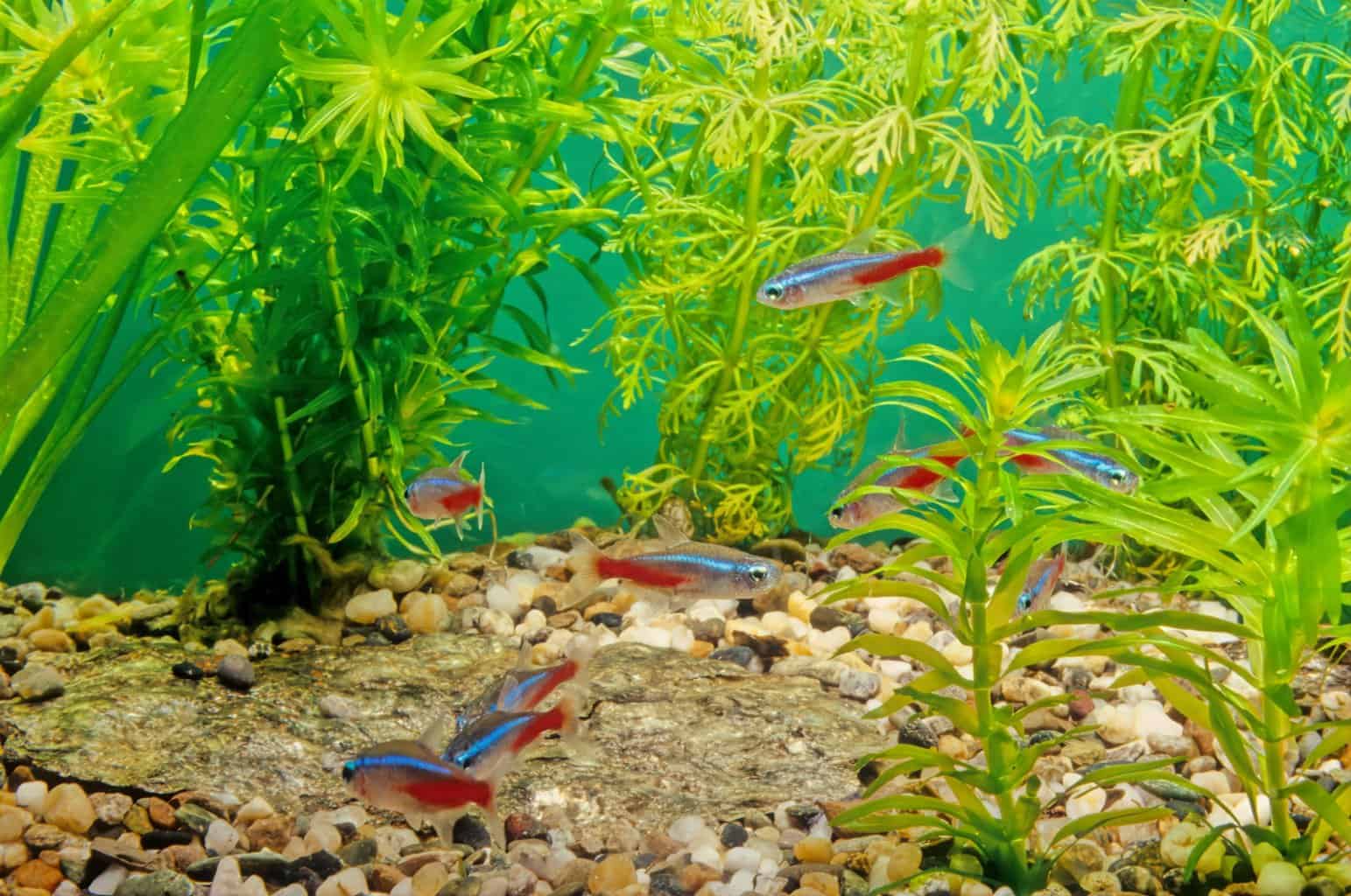No Filter Aquarium: Cultivating & Maintaining For Success