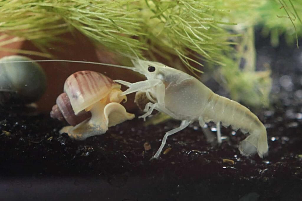 Mystery Snail: Species Profile, Care, Breeding & More