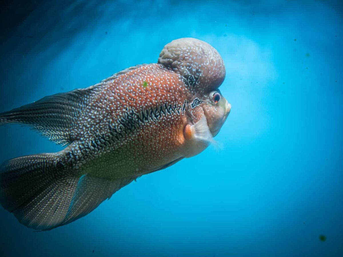 Flowerhorn Cichlid Complete Care Guide ([year])