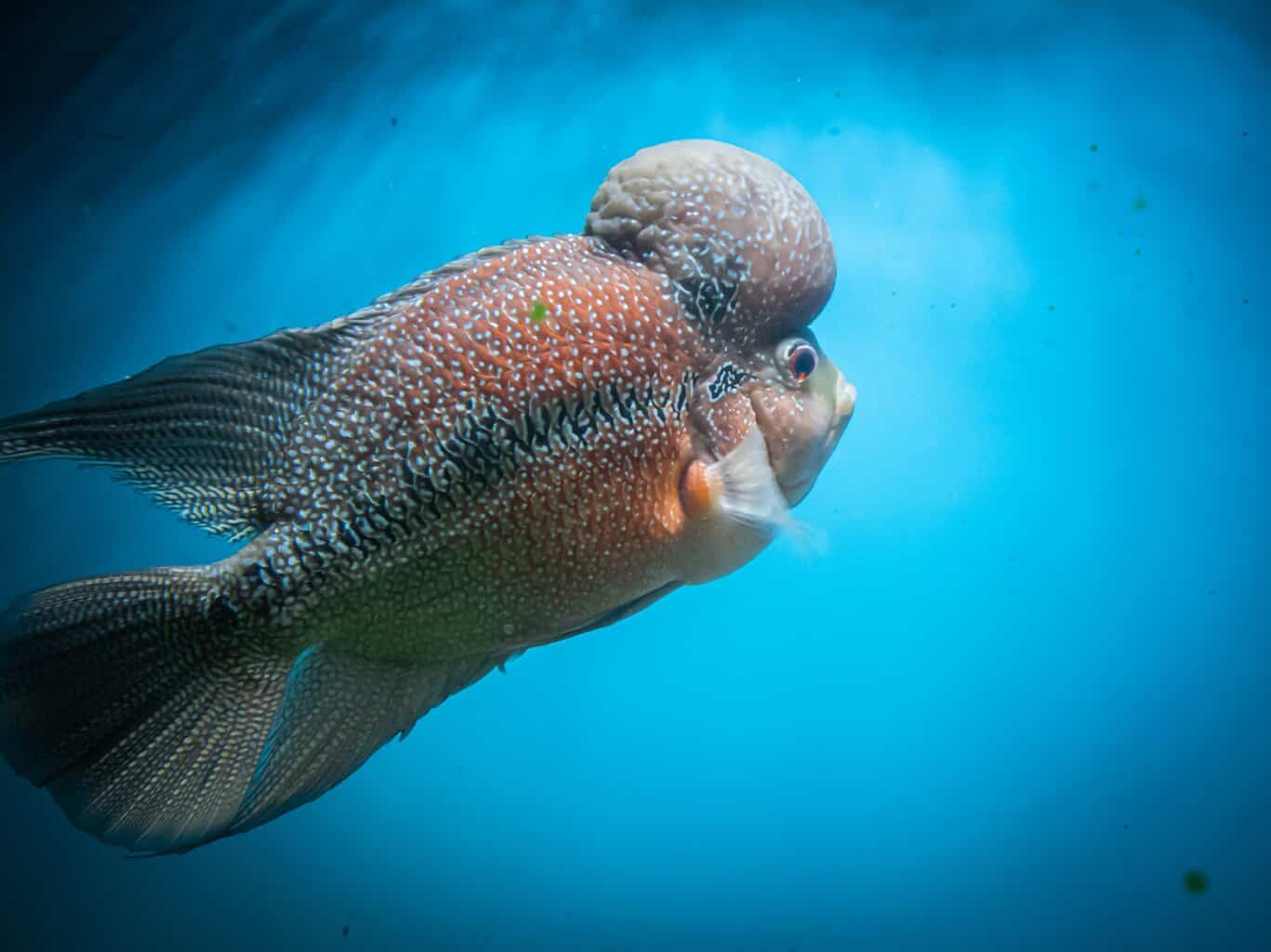 Flowerhorn Cichlid Complete Care Guide ([year])