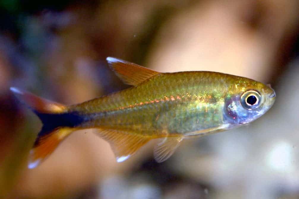 Silvertip Tetra Complete Care Guide ([year])