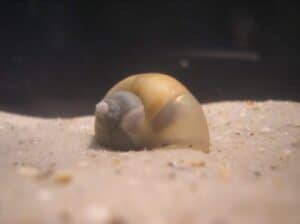 Mystery Snail: Species Profile, Care, Breeding & More