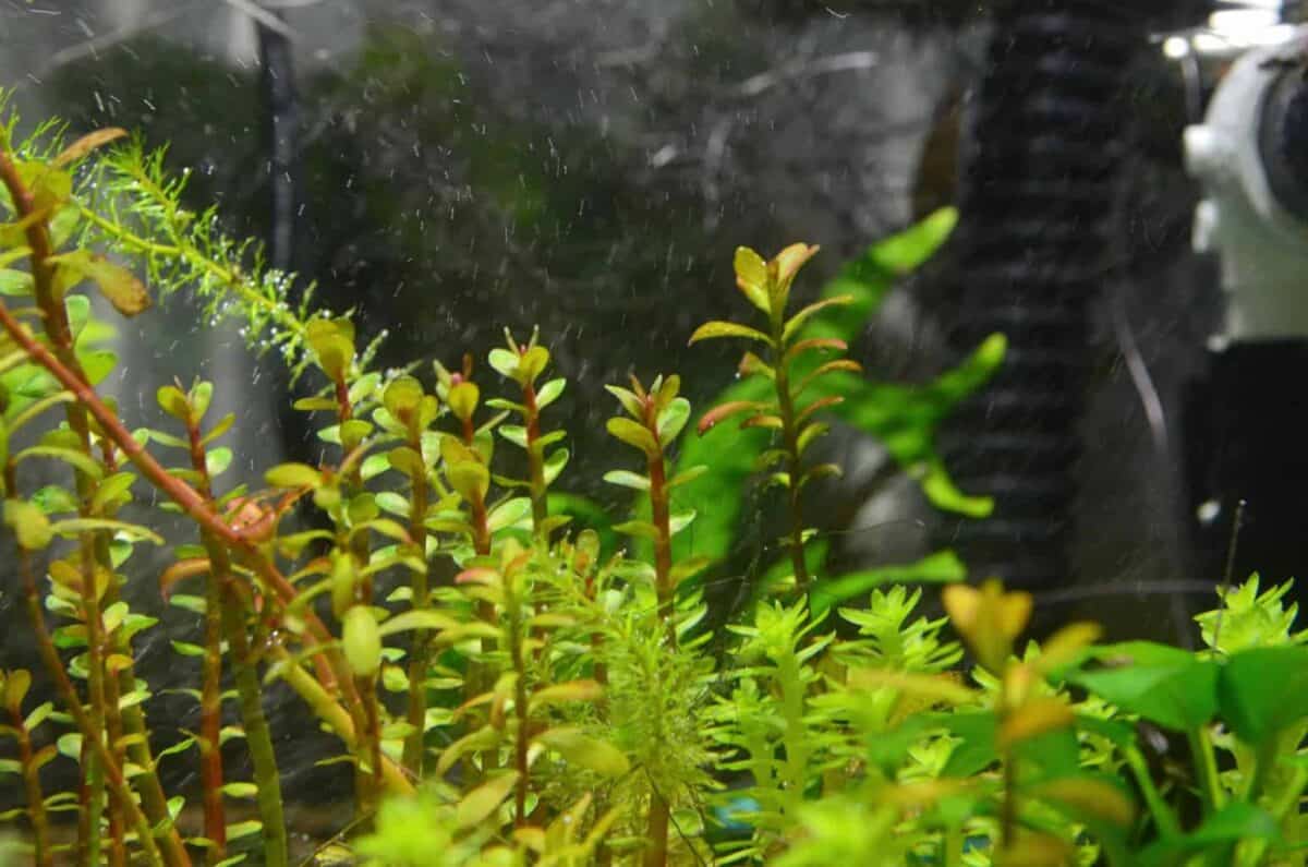 Rotala Indica Care: Complete Aquarium Plant Guide ([year])
