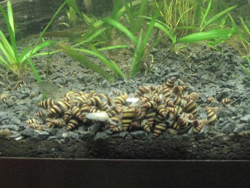 Assassin Snail: Complete and Detailed Care Guide [year]