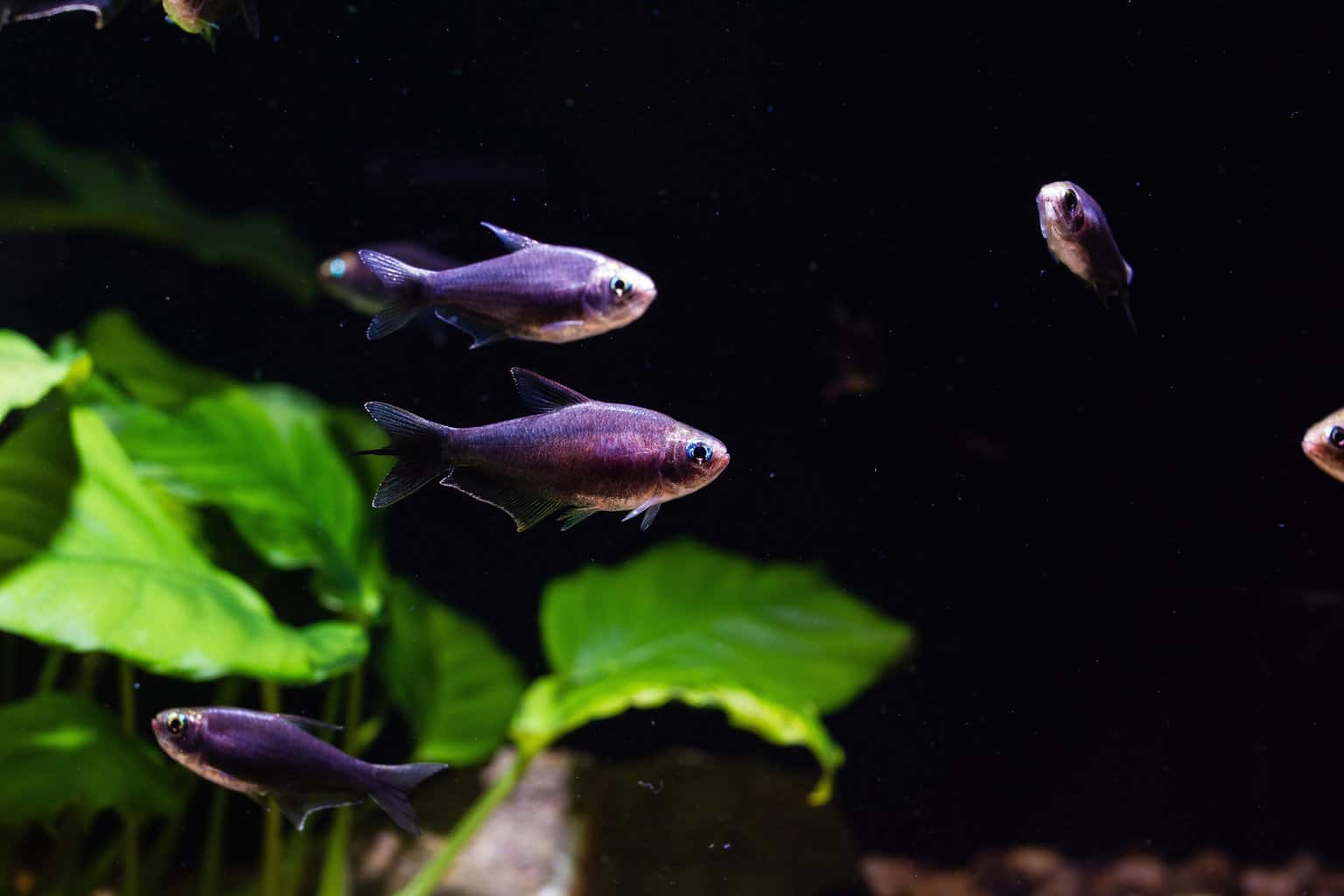 Emperor Tetra Fish 101 ([year] Care Guide)