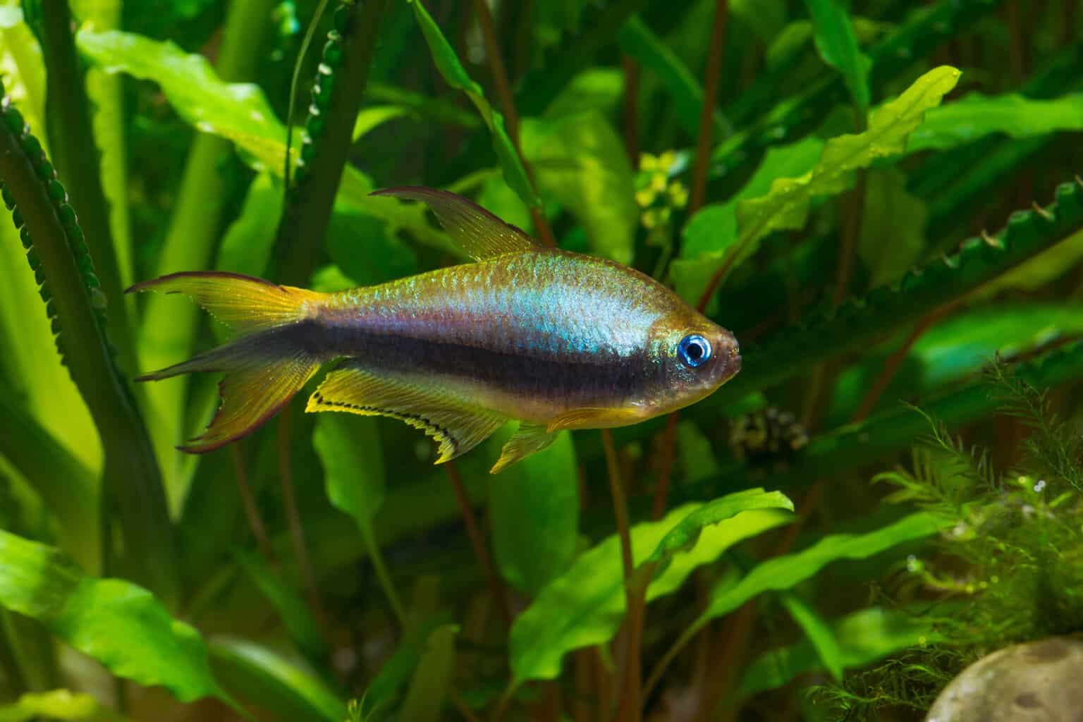 Emperor Tetra Fish 101 ([year] Care Guide)