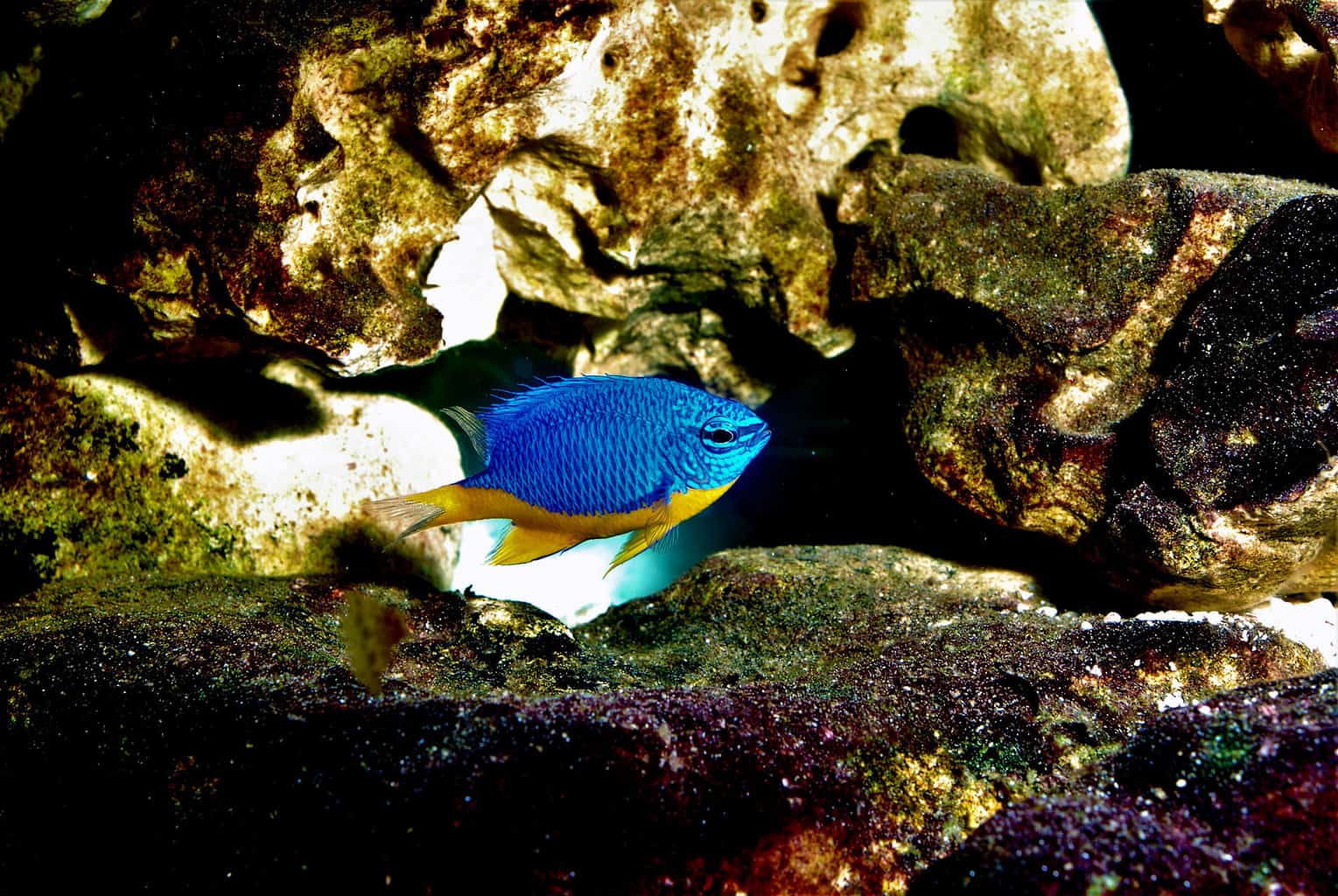 Frogspawn Coral Care Guide: Placement, Feeding, & Care Tips