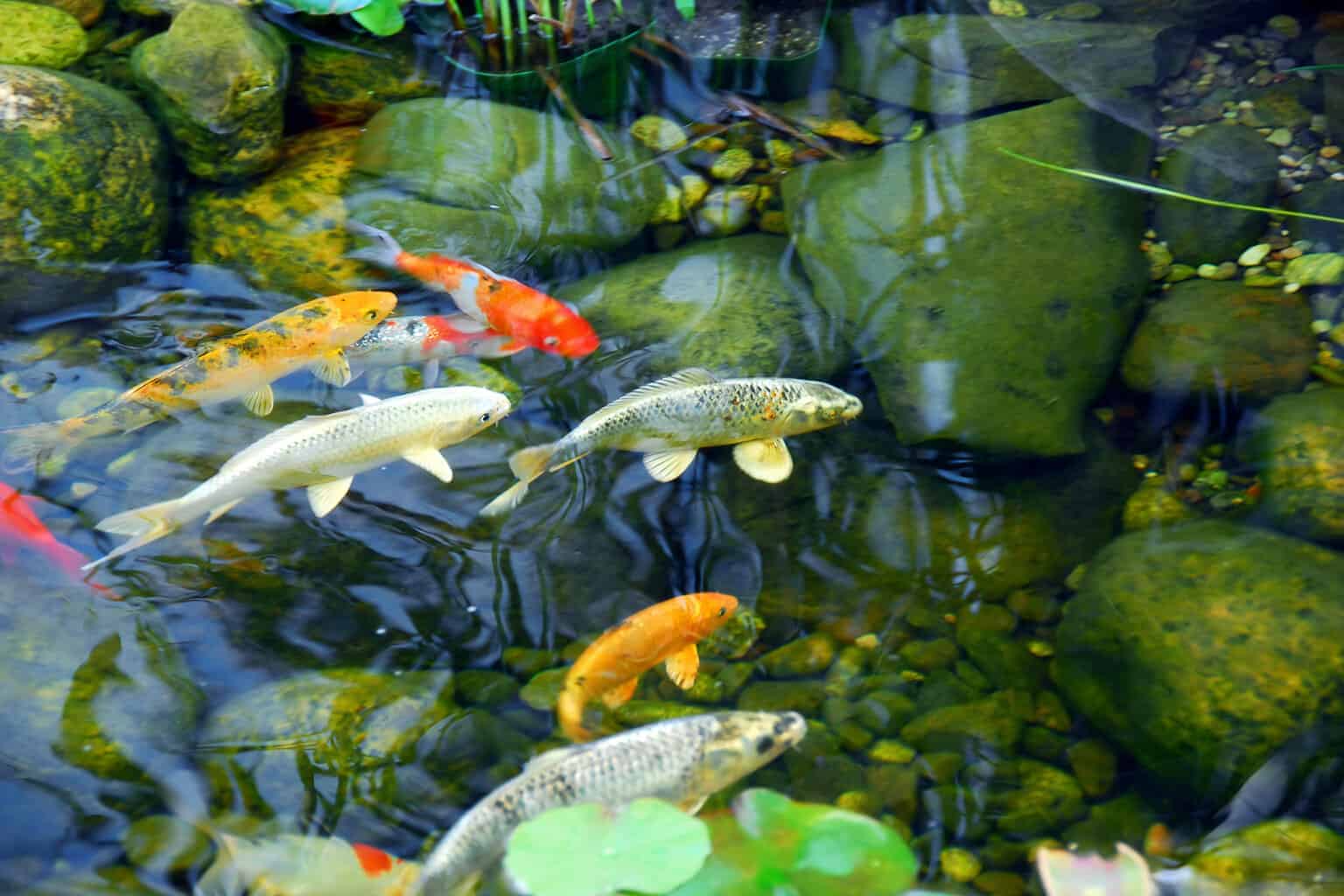 Lava Rock Filter Media: Can You Use it in a Fish Tank?