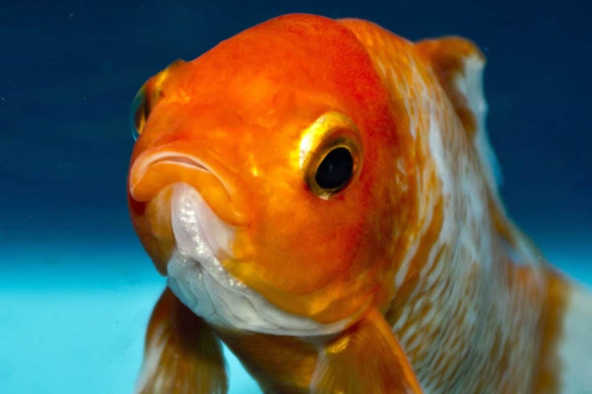 Do goldfish get lonely? Can they live alone? Truth Revealed