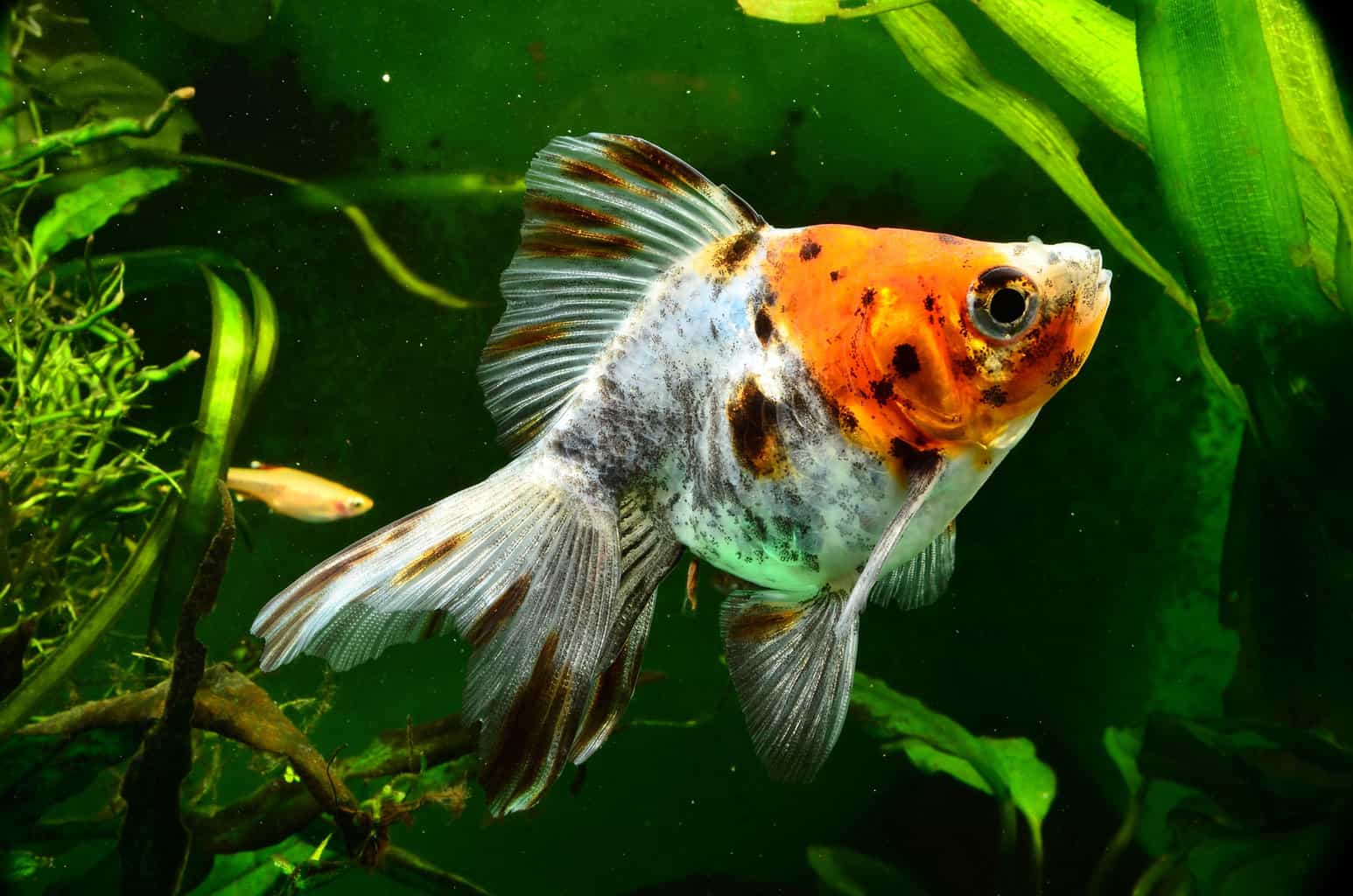 Goldfish Turning Black? Find Out WHY (Treatment Guide)