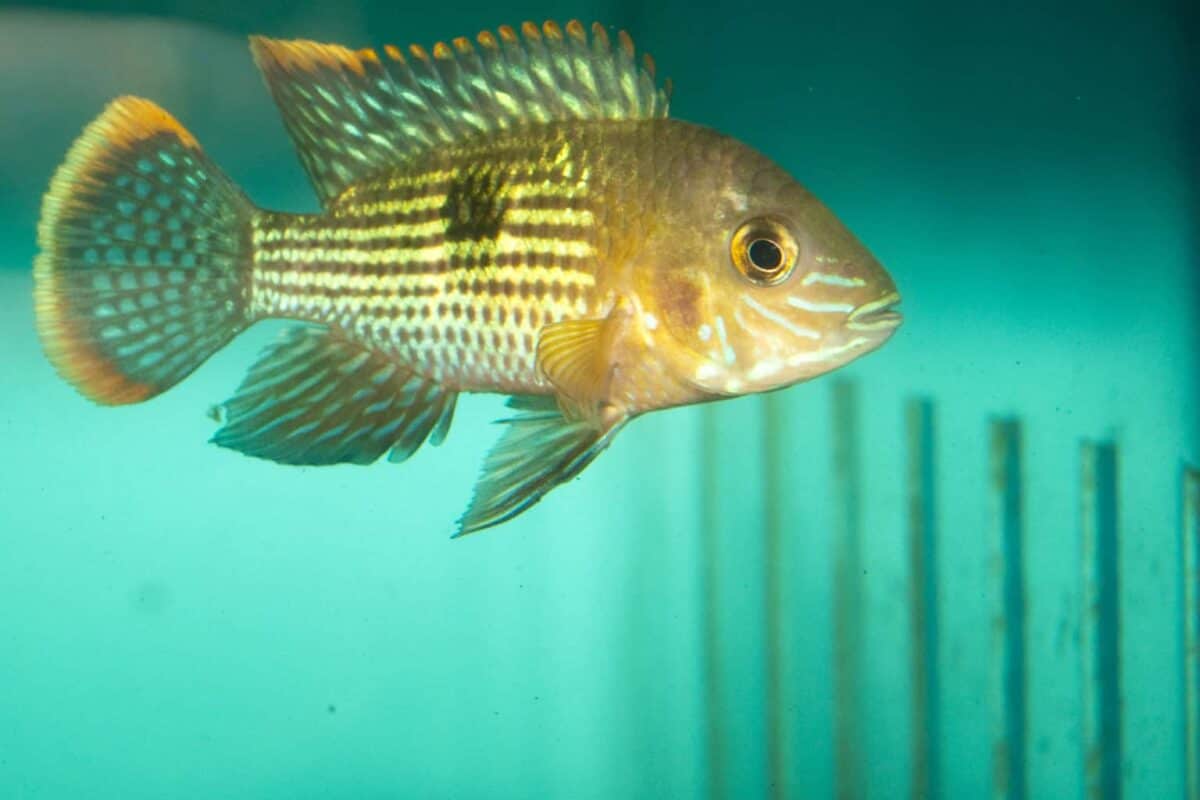 Green Terror Cichlid: Species Profile And Complete Care Guide