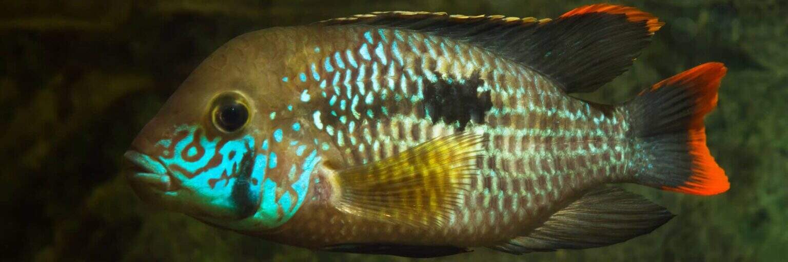 Green Terror Cichlid: Species Profile And Complete Care Guide