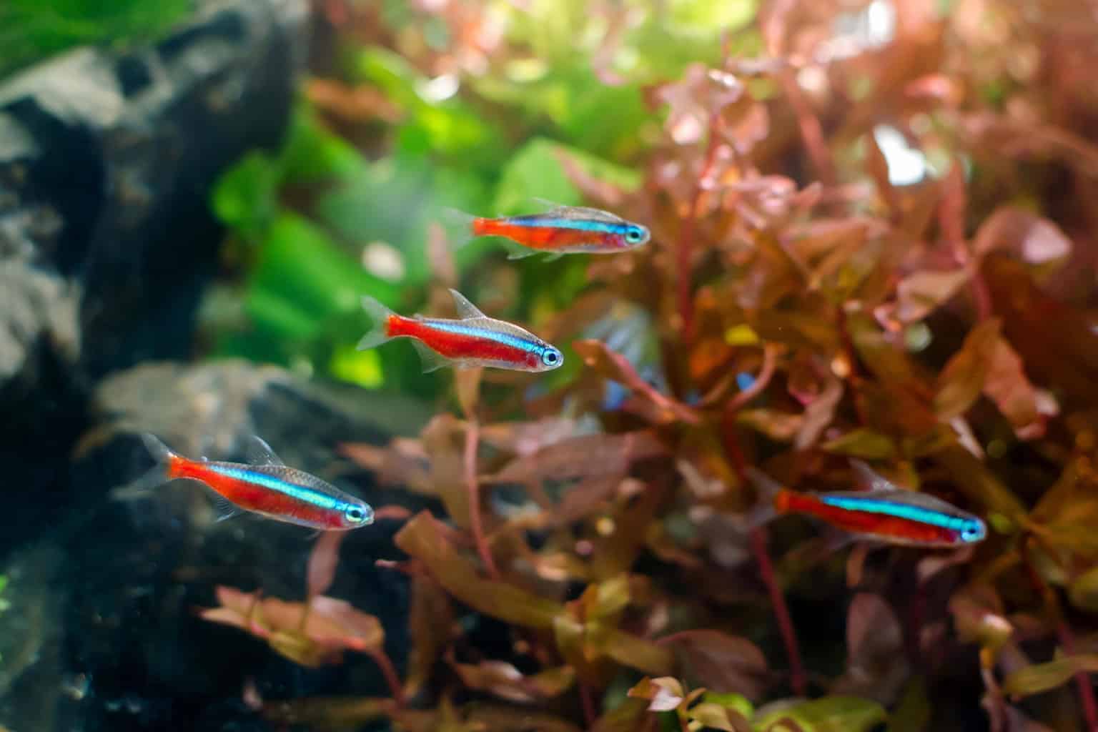 Colorful Freshwater Fish to Brighten Up Your Aquarium