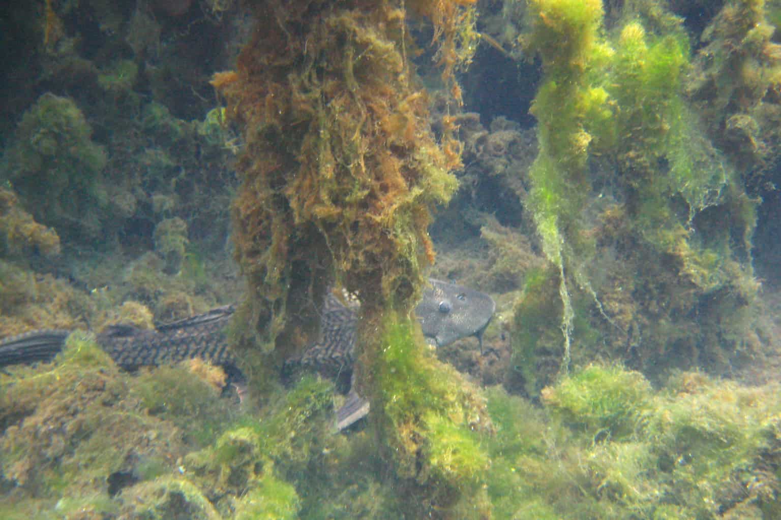 Top 15 Hair Algae Eaters For Freshwater and Reef Aquariums