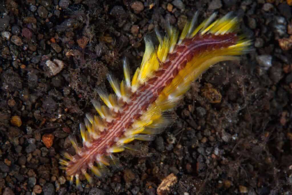 Bristle Worm: Everything You Need To Know