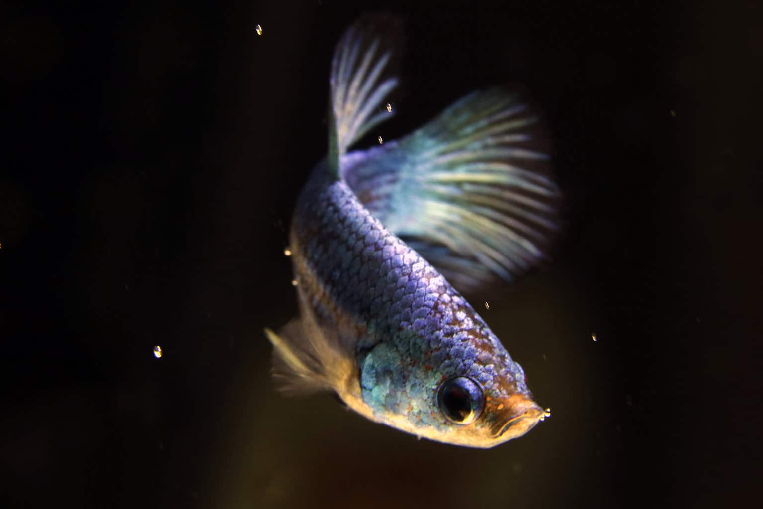 Betta Fish Care 101: Care, Feeding, & Health ([year] Guide)
