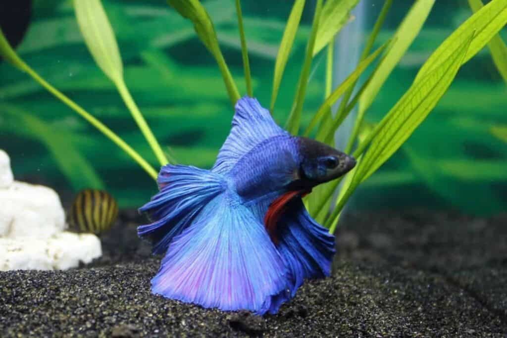 How Long Do Betta Fish Live?: Care Tips To Prolong Betta Life