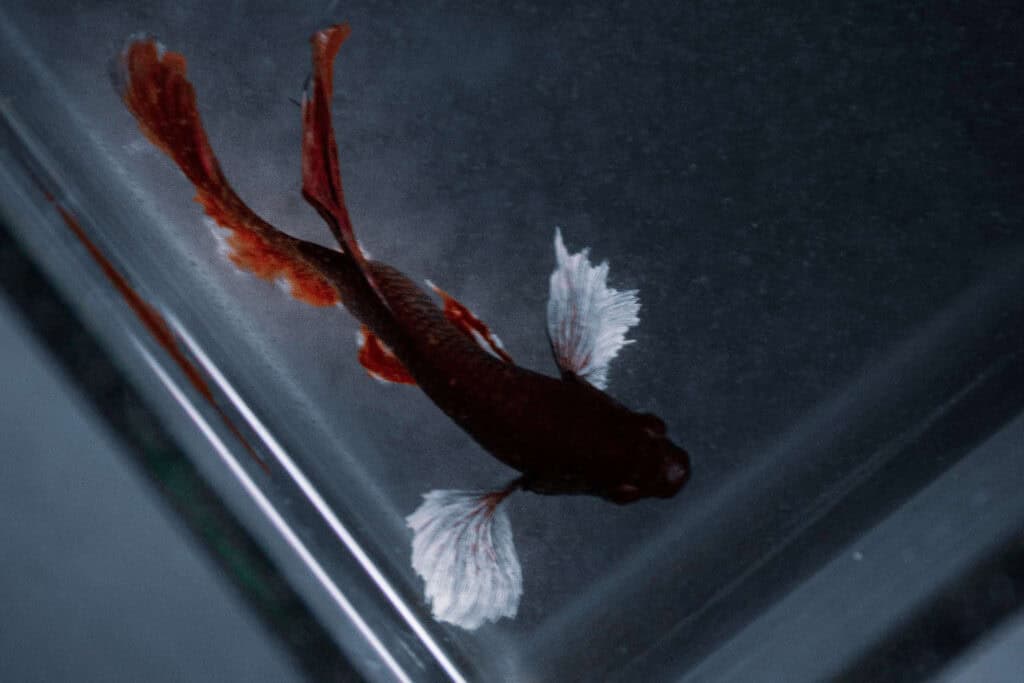 Do Betta Fish Sleep? When and How Long? ([year] guide)
