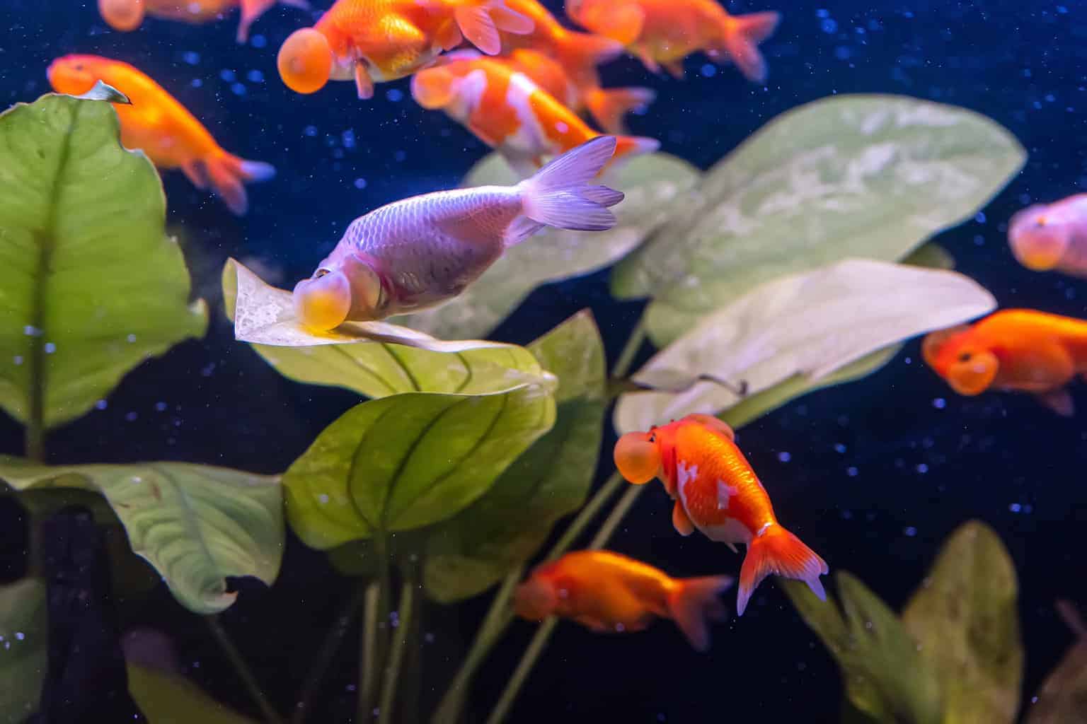 Bubble Eye Goldfish: Tank Setup, Diet, Health & More!