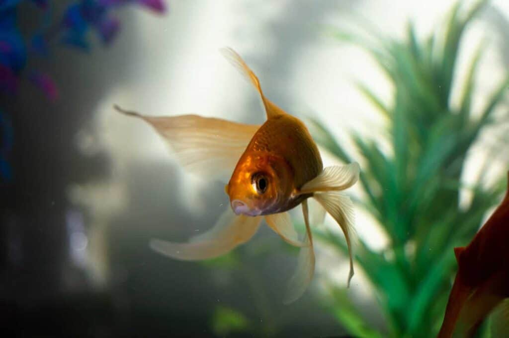 Comet Goldfish: Species Profile, Diet, Tank Setup and More