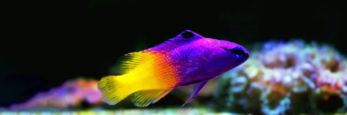 Royal Gramma Basslet Care Guide: Facts, Feeding, & Care Tips