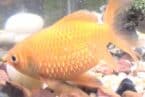 Dropsy In Fish: Causes, Symptoms & Treatment ([year] Guide)