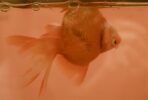 Dropsy In Fish: Causes, Symptoms & Treatment ([year] Guide)