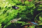 Guppy Fish: Species Profile, Diet, Tank Setup & More