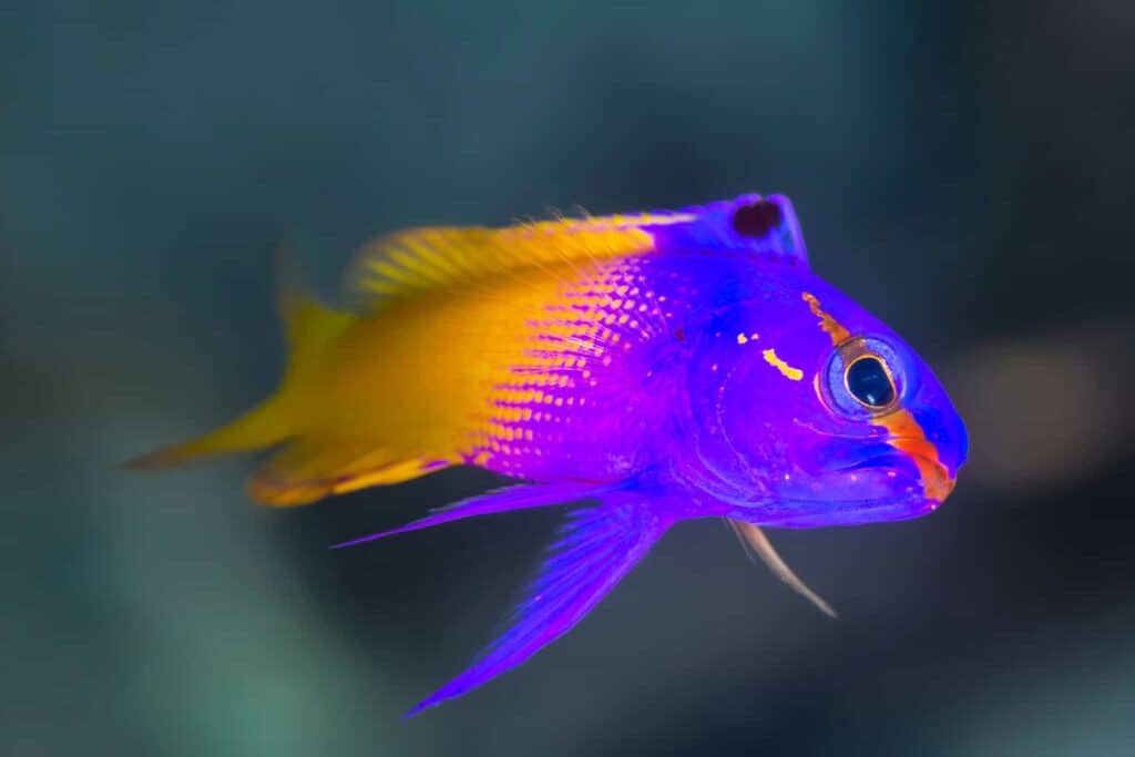 Royal Gramma Basslet Care Guide: Facts, Feeding, & Care Tips