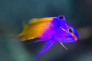 Royal Gramma Basslet Care Guide: Facts, Feeding, & Care Tips