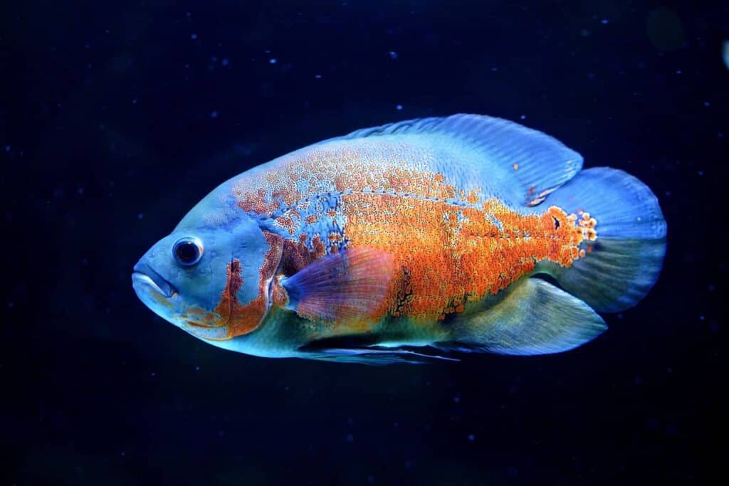 Oscar Fish: Species Profile And Complete Care Guide