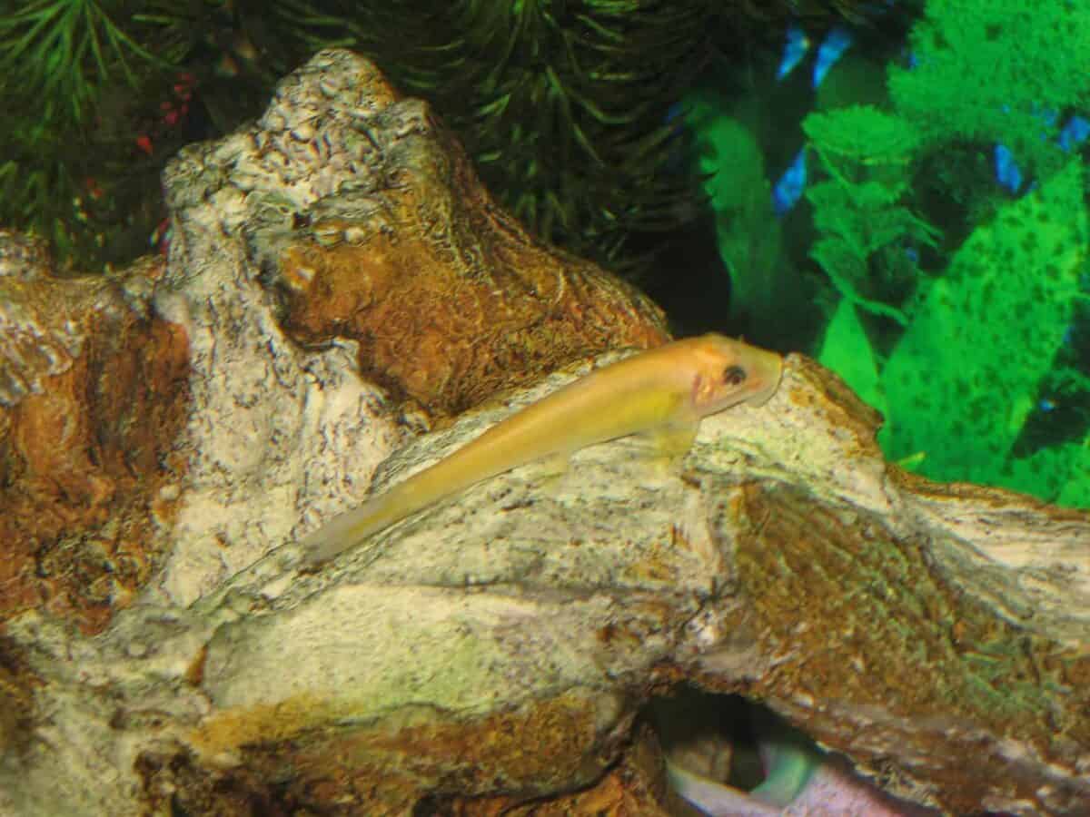 Chinese Algae Eater: Care, Diet, Health, Tank Mates & More